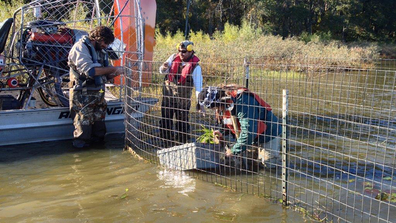 Native Plant Restoration - San Jacinto River Authority