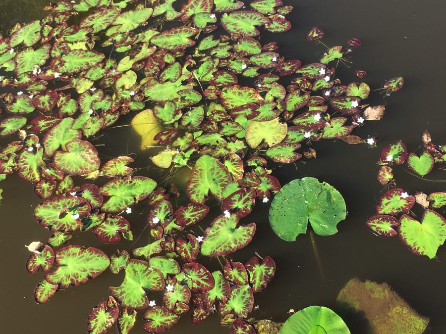 Crested Floating Heart - San Jacinto River Authority