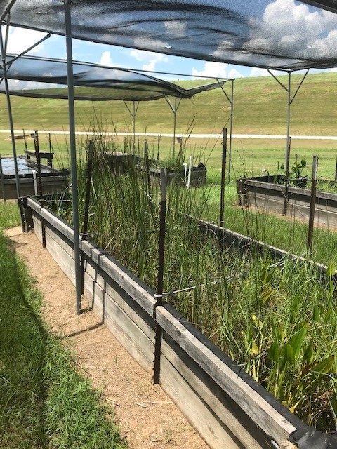 Bull Rush from the Native Plant Nursery - San Jacinto River Authority